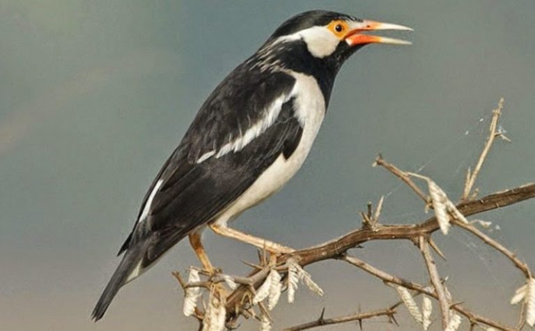 √ Download Suara Burung Jalak Suren Gacor Full Isian - Pengkicau.com