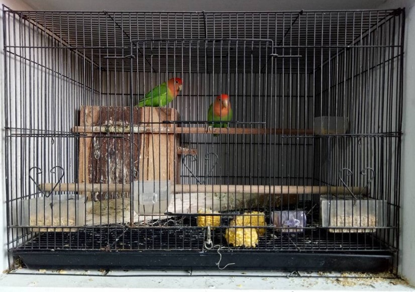 7 Cara Ternak Lovebird Untuk Pemula dan Cepat Bertelur - Pengkicau.com