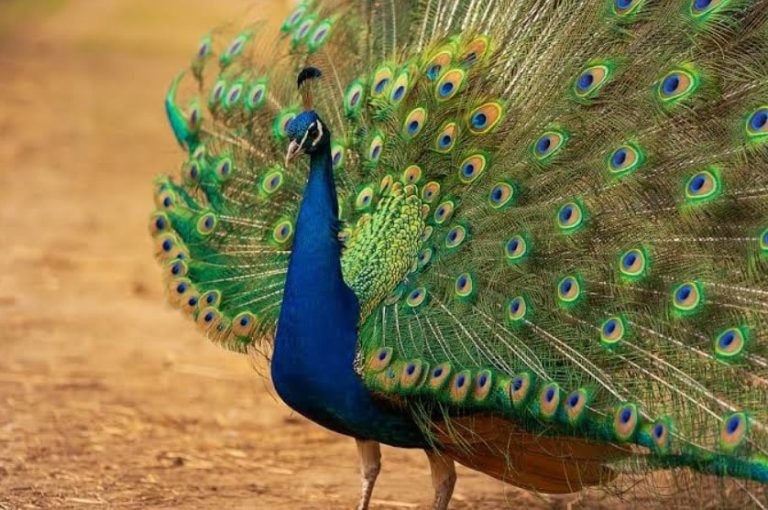 √ Burung Merak: Indah dengan Bulu Menyerupai Kipas - Pengkicau.com