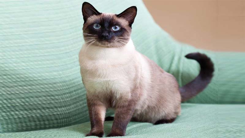 √ Kucing Siam: Sejarah, Ciri-ciri, Perawatan dan Harganya - Pengkicau.com