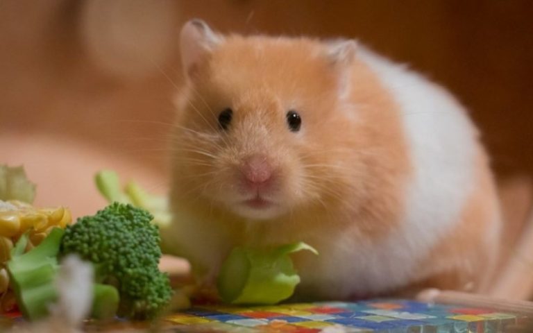√ Hamster: Jenis, Ciri-ciri, Perawatan dan Makanannya - Pengkicau.com