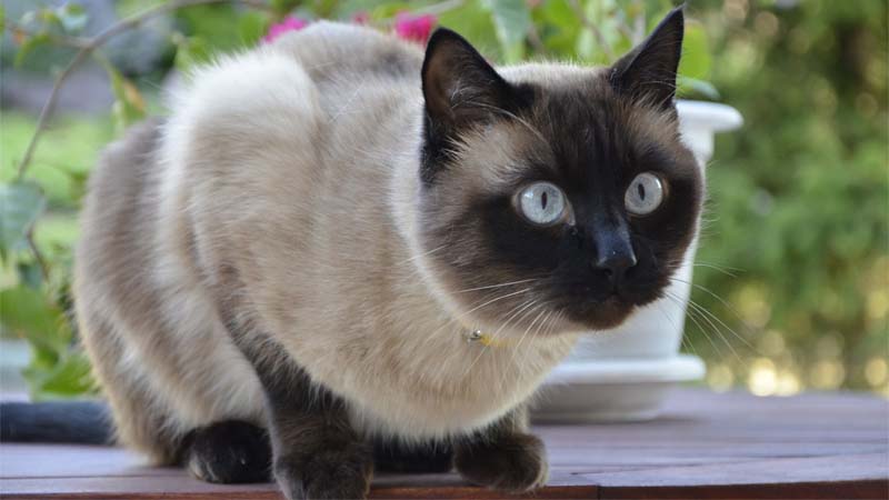 √ Kucing Siam: Sejarah, Ciri-ciri, Perawatan dan Harganya - Pengkicau.com