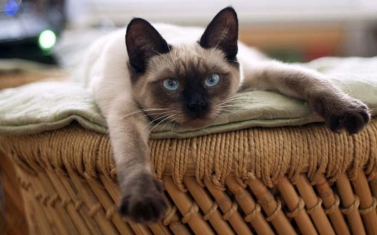 √ Kucing Siam: Sejarah, Ciri-ciri, Perawatan dan Harganya - Pengkicau.com